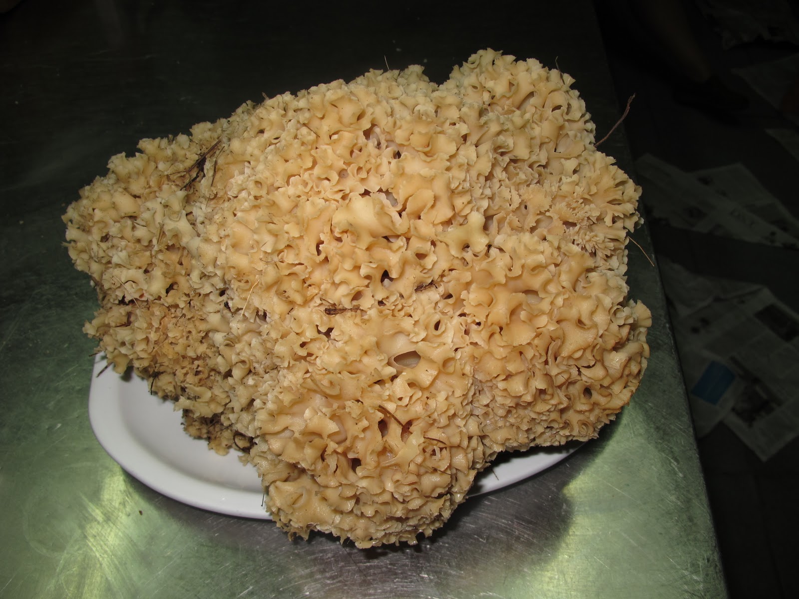 JOYANCO: GUISANDO - Frutos del Bosque