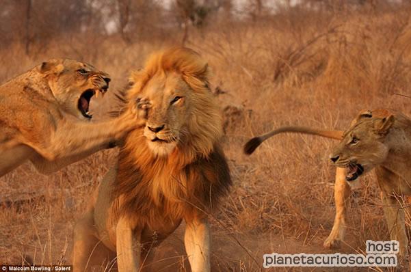 Los Ingredientes de La Vida: "Leonas atacan a León macho"