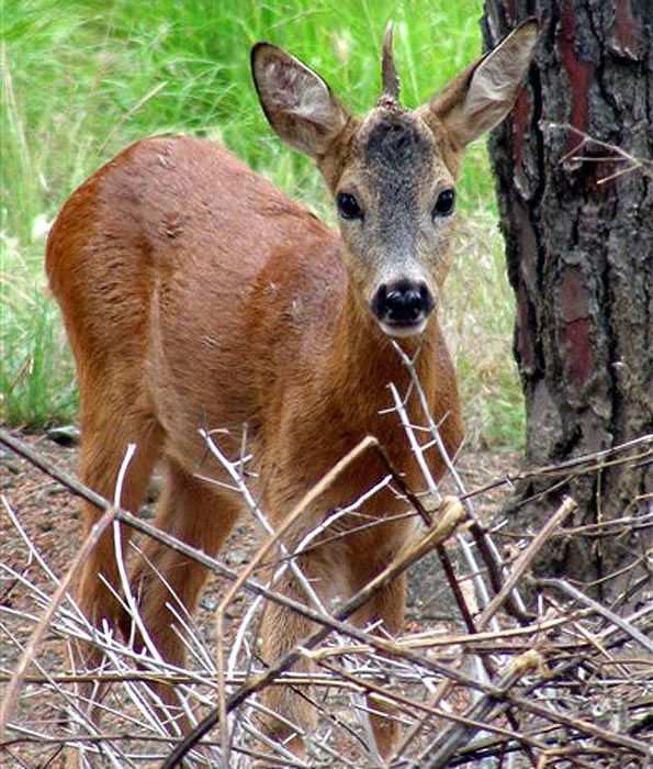 Animais de Portugal: Corça