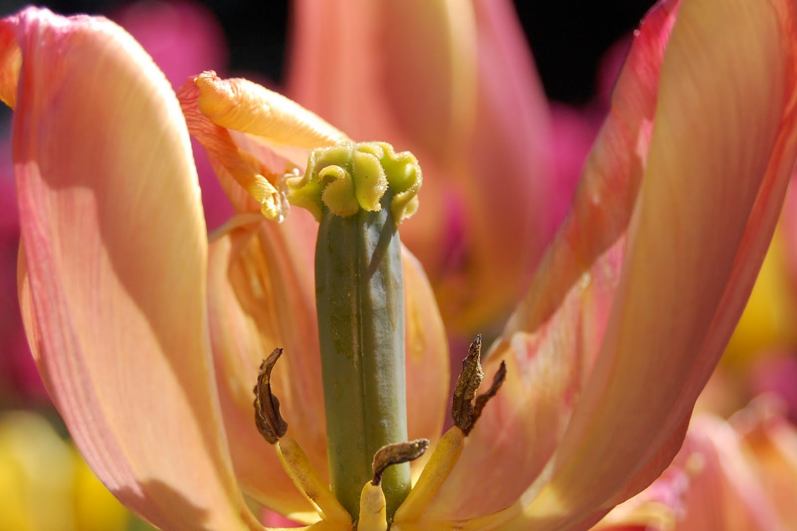 Chasing Shiny Objects