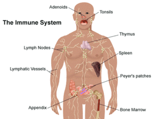 Asthma and Allergy: Asthma attacks found to be caused by suppressed immune system