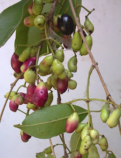 Song of the waves - Parayil A. Tharakan Blog: Kerala fruits: More photos