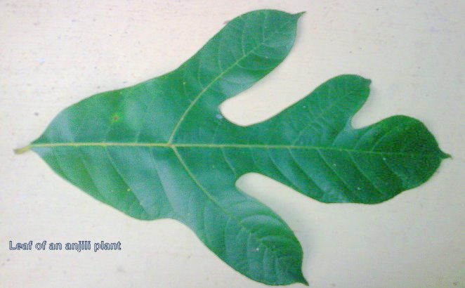 Song of the waves - Parayil A. Tharakan Blog: Anjili, a tree of many uses