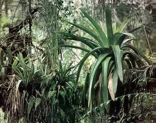 Las ocho regiones naturales del Peru: YUNGA