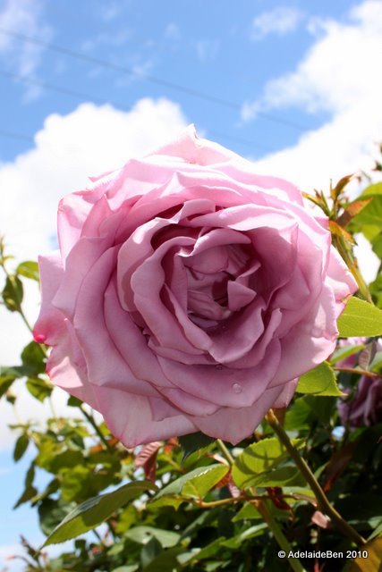 Raising Adelaide: Spring in Adelaide - The Last Hurrah