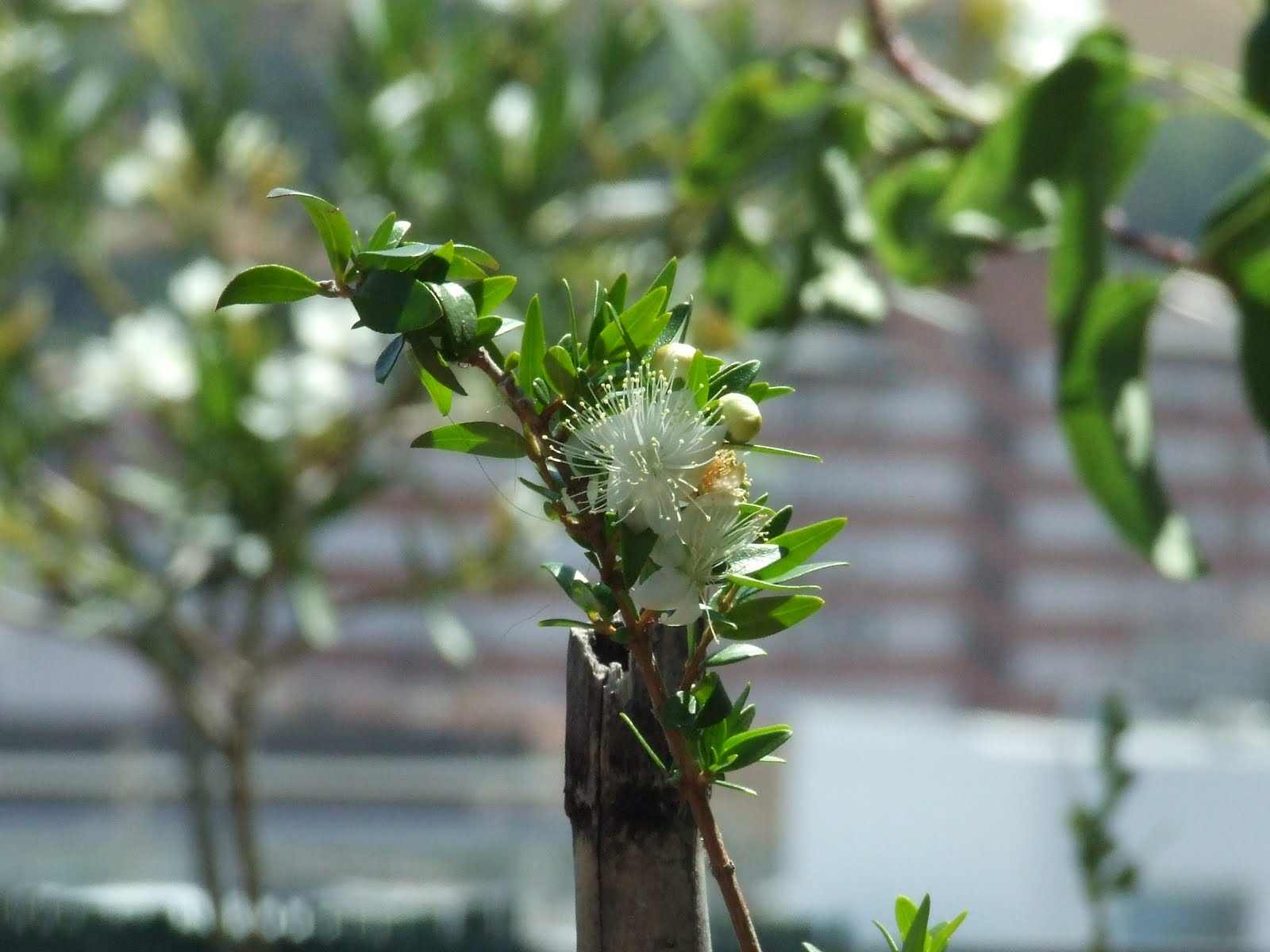 JARDIN OSHO: FLOR DE ARRAYÁN.. Para Deleitarte..
