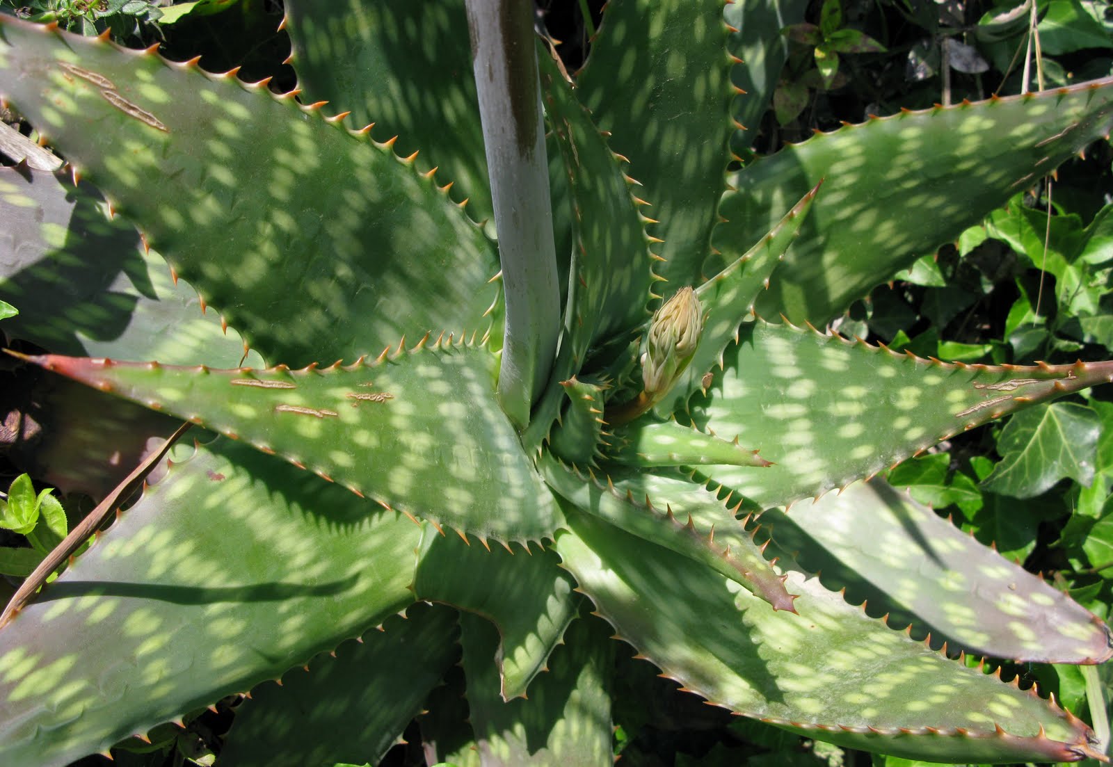 Flores y Palabras: Aloe maculata