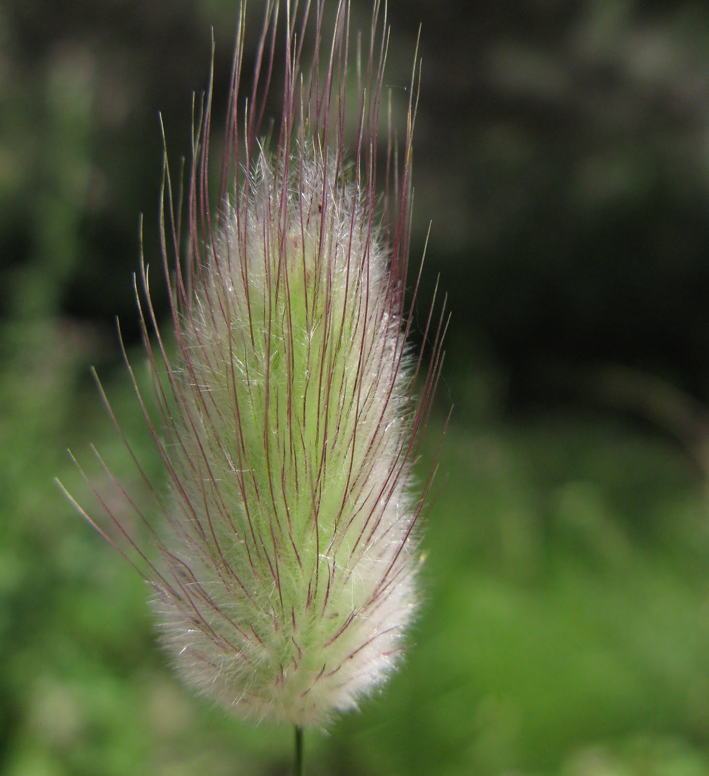 Flores y Palabras: Suave espiga