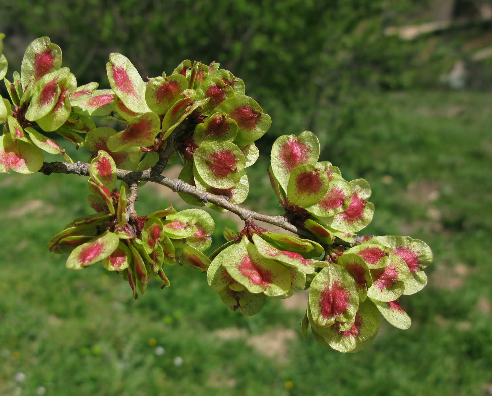 Flores y Palabras: Semillas de olmo