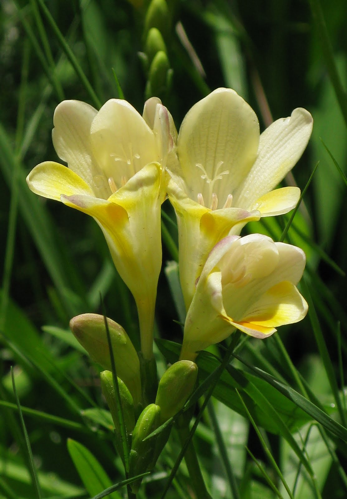 Flores y Palabras: Fresia