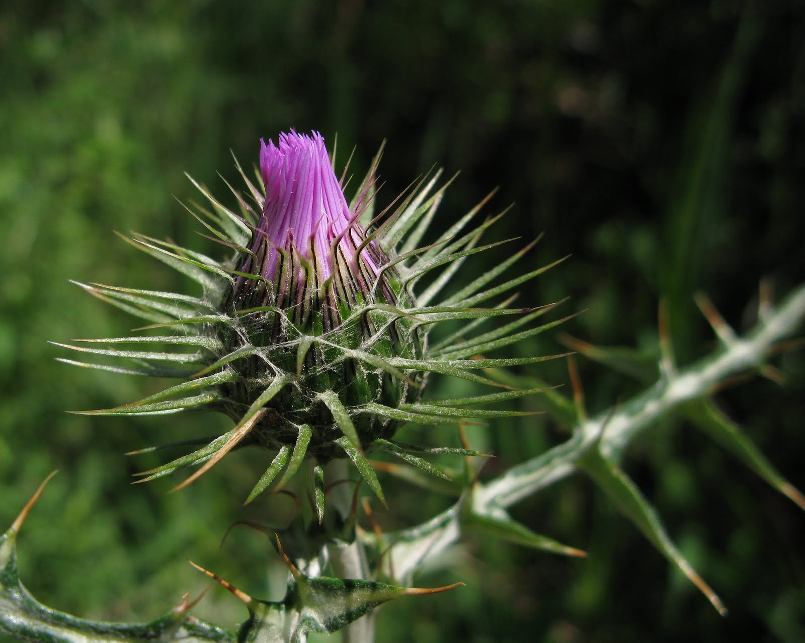 Flores y Palabras: Cardo blanco (II)