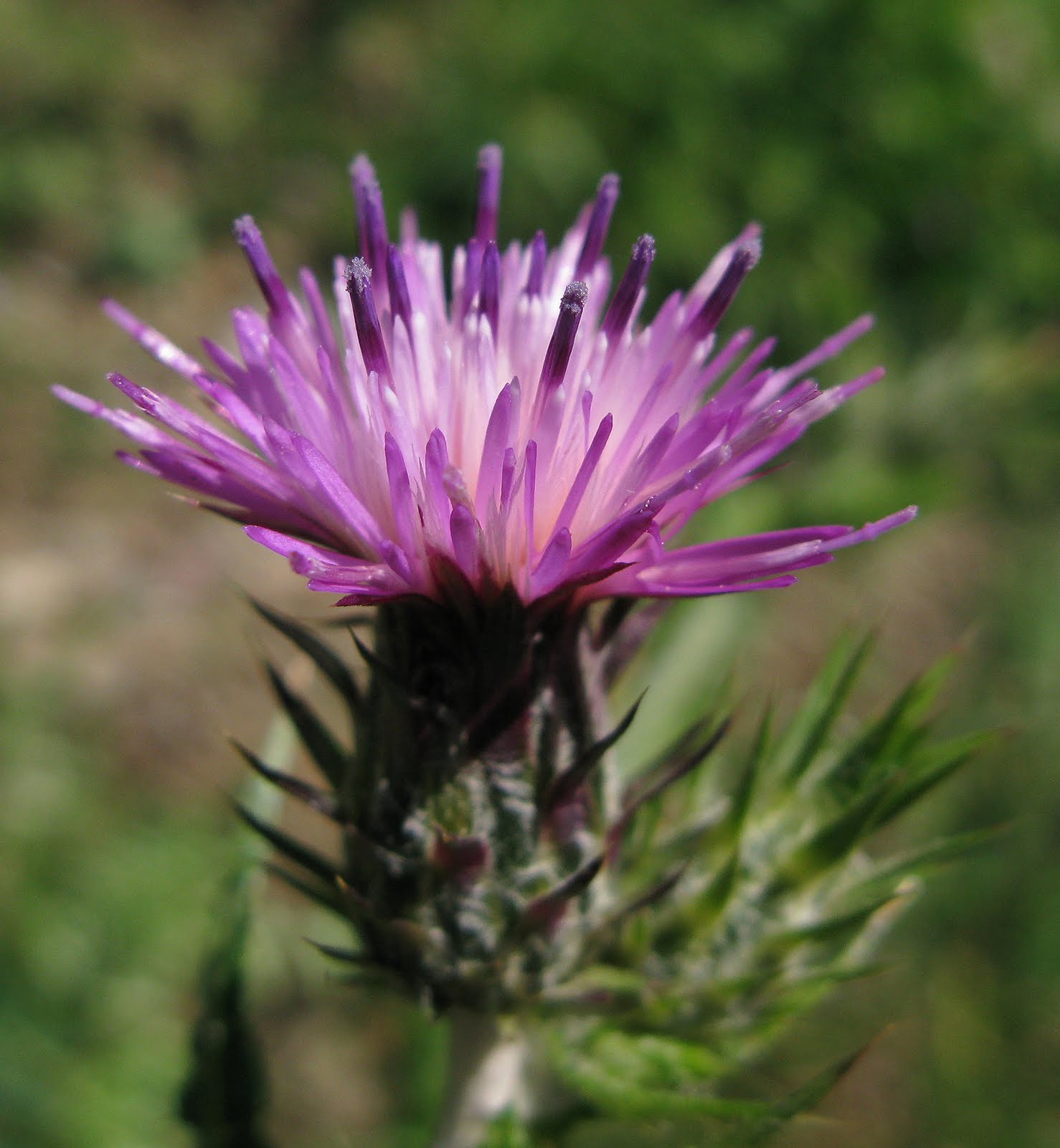 Flores y Palabras: Cardo crespo (II)