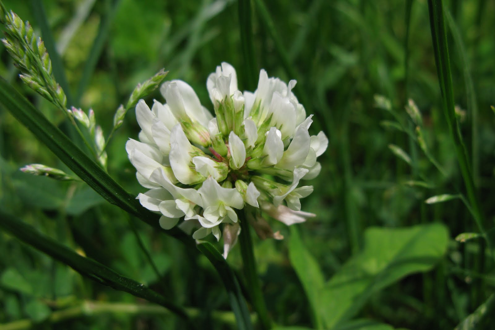 Flores y Palabras: Trébol blanco