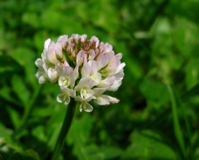 Flores y Palabras: Trébol blanco