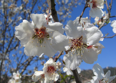 Flores y Palabras: Almendro