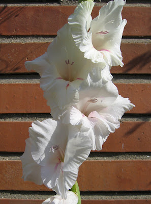 Flores y Palabras: Gladiolo blanco
