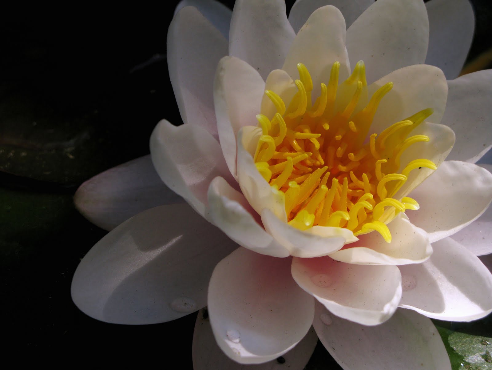 Flores y Palabras: Nenúfar (IV)