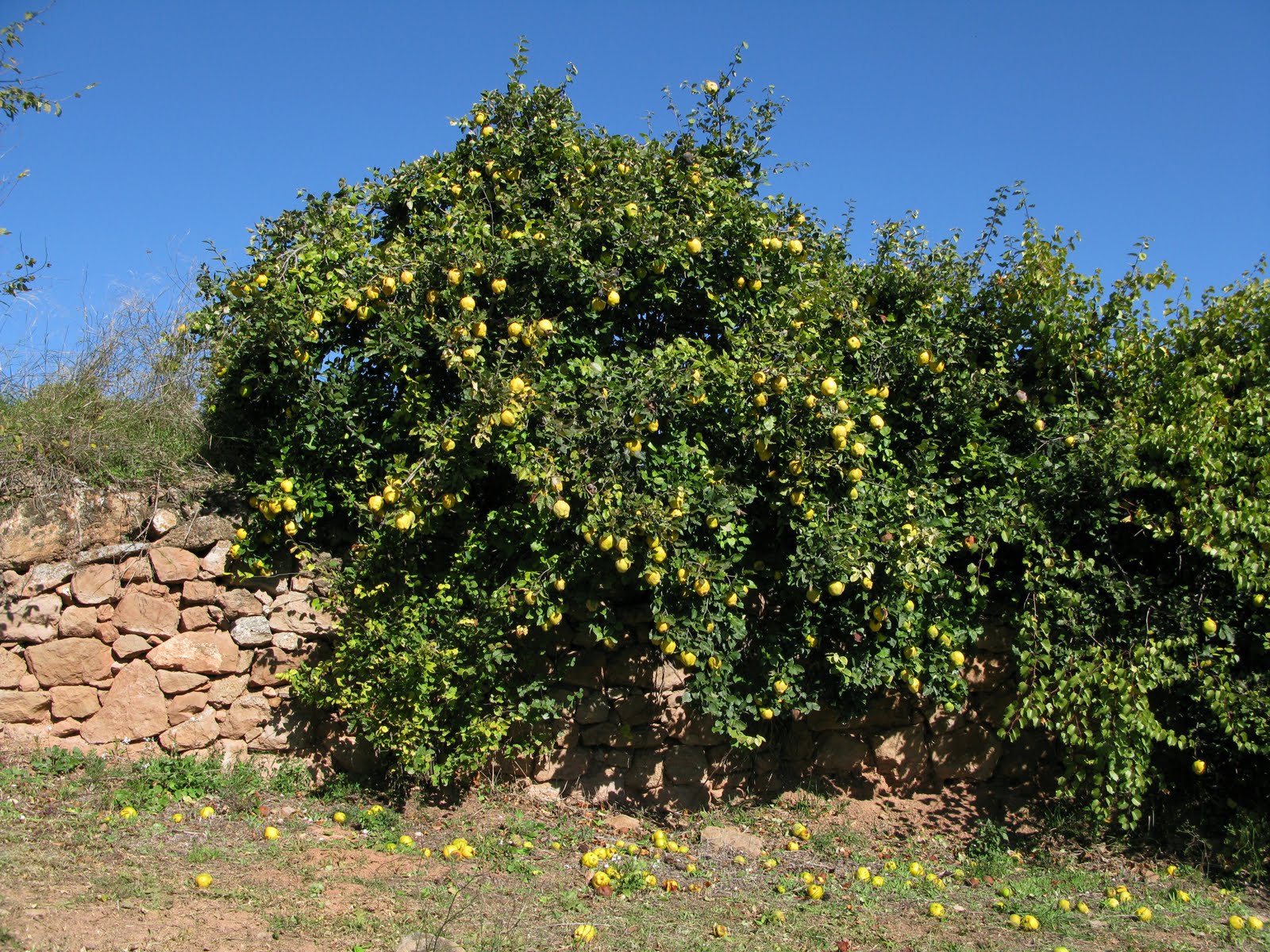 Flores y Palabras: Membrillo