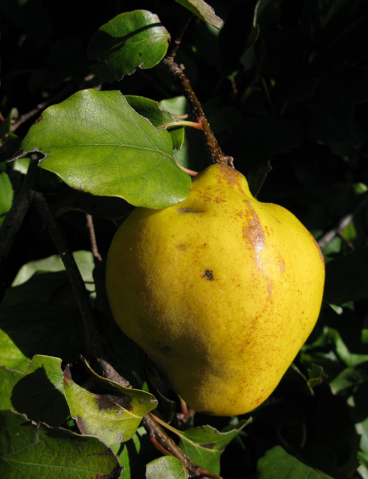 Flores y Palabras: Membrillo