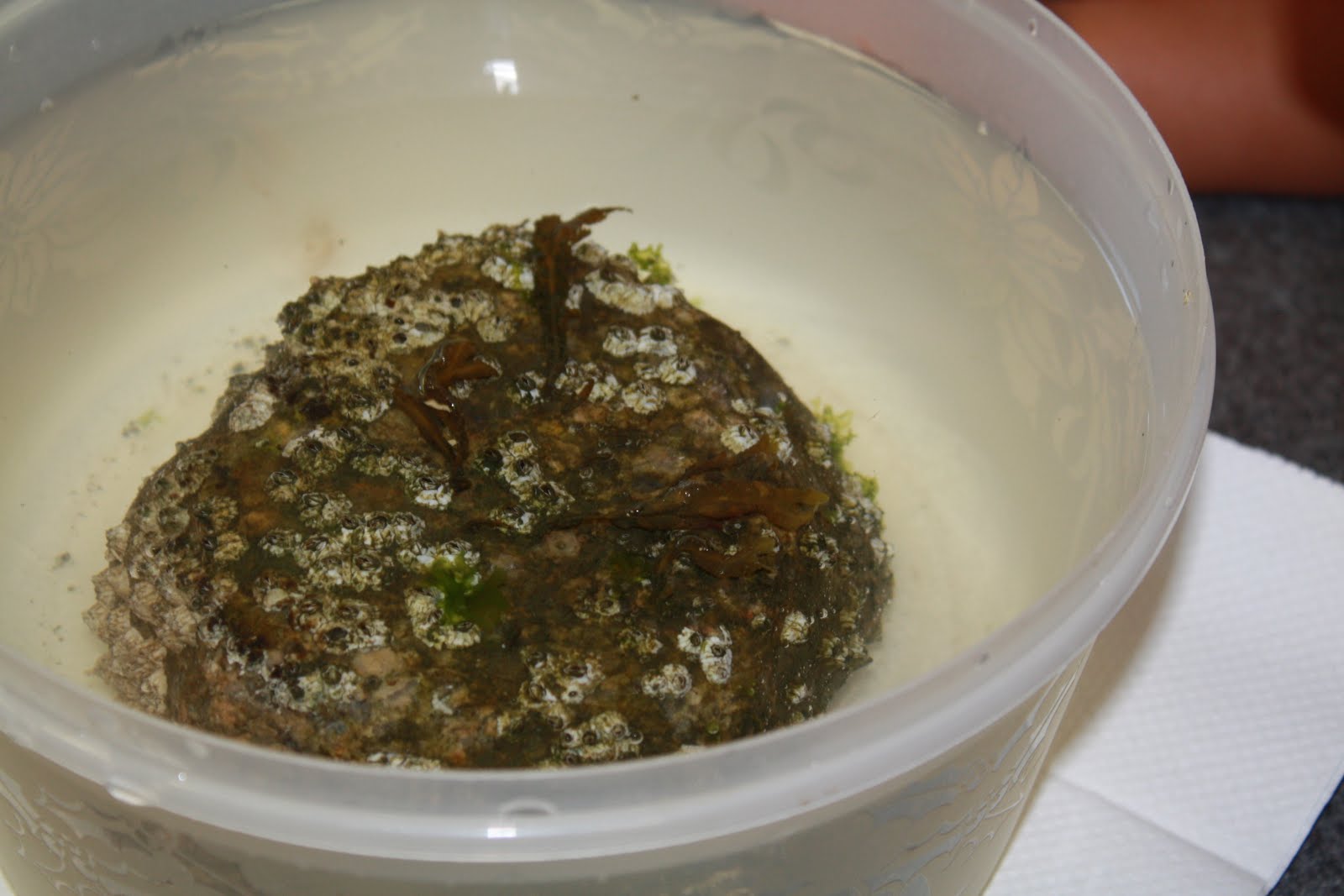 Polliwog on Safari: From the Archives: Barnacle Investigation