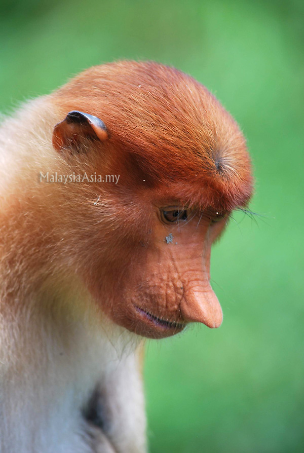 Sinhala Comments Monkey