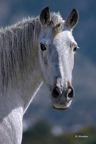 Equus Ferus Caballus.