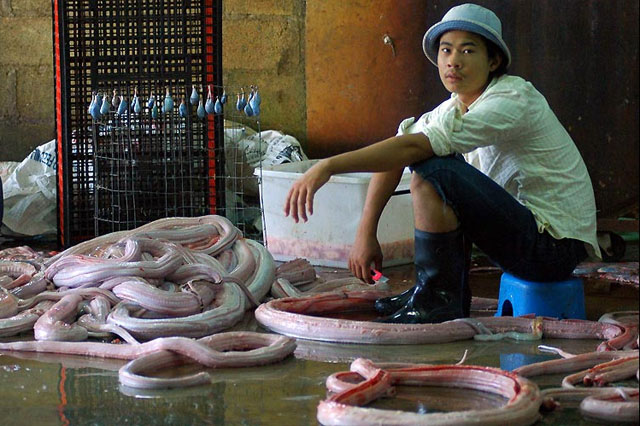 NuKiLaN KeHiDuPaN /:~: HoW iT'S MaDe ? FroM KuLiT ULaR ?