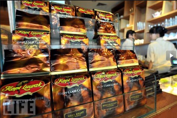 alkurawi: CARA KOPI MUSANG DIHASILKAN