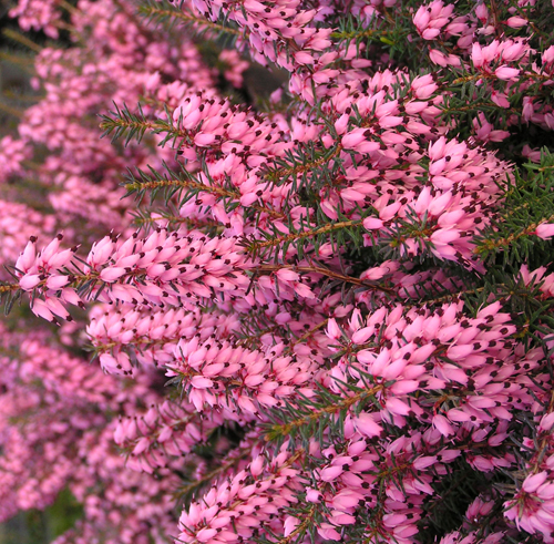 Phil Dowding PR: client news: January 2011