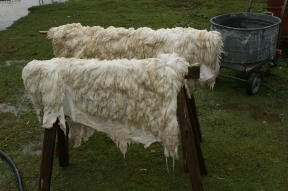 Fell gerben: Felle selbst gerben