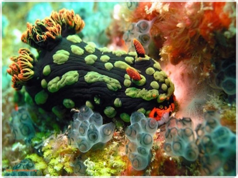 Big Pictures: Sea animals