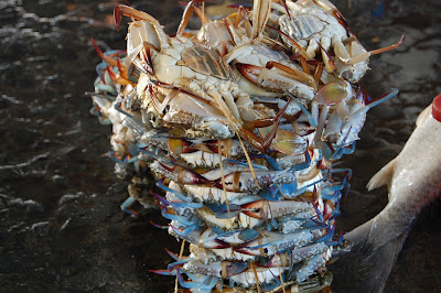 The Beancounter: Dalahican Fish Port, Lucena City – Fruits of the Sea