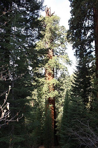 Our Cabin at Sequoia Crest...: The Famous Stagg Tree