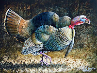 Wildlife Art of Terry Hoyt