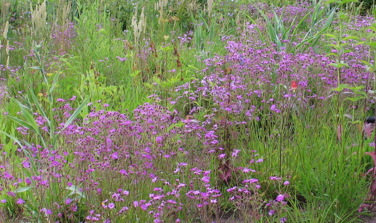 utan stängsel - Peter Gaunitz Landskapsdesign: Korsört som tål torka ...