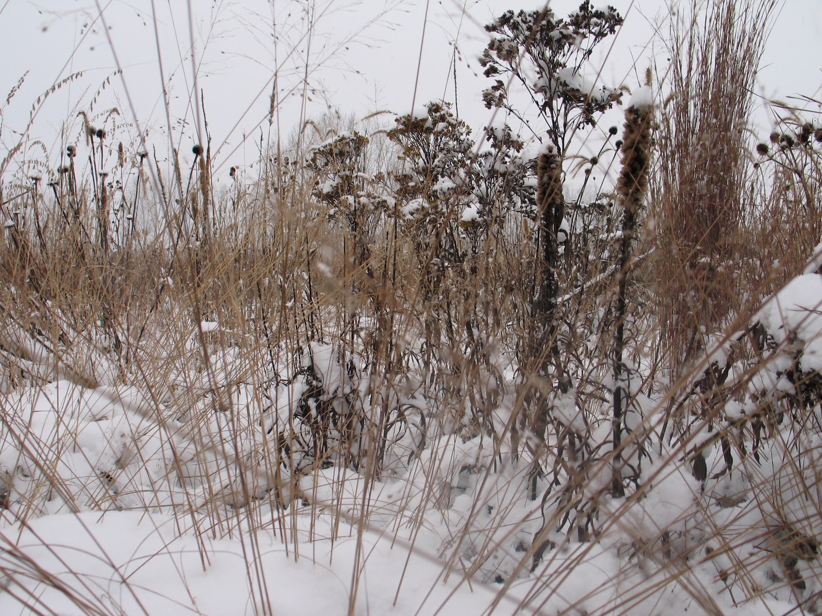 Biotope Design: Early winter on the prairie