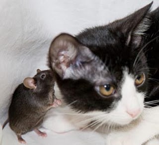 Festival de la Fábula: "Recibe mi consejo": Fabulas: El gato y el ratón