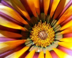 izuan rahman: Photography 101: Macro Photography Tips Using compact ...