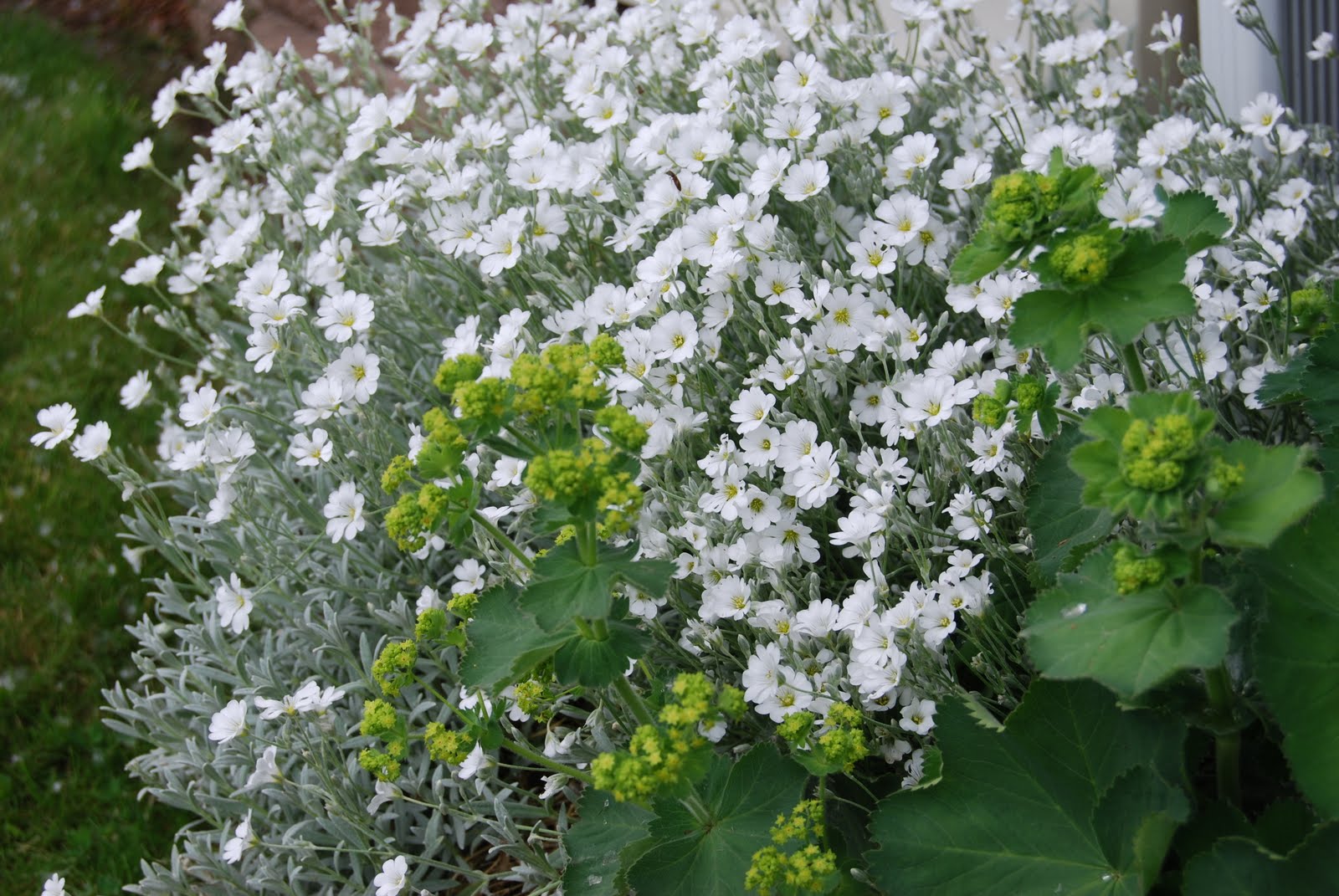 Chirp + Chatter: Snow in Summer & Succulent Heaven