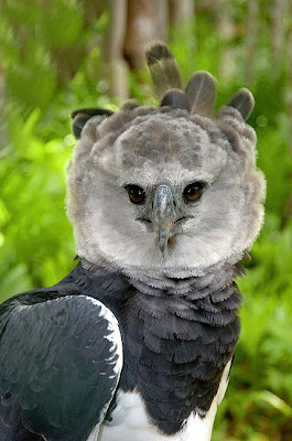 Mayistas: Fauna maya (I)