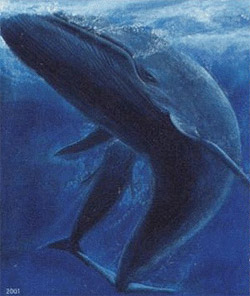Animales Salvajes: BALLENA AZUL