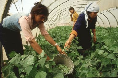Grupos de Consumo Agroecológico: NOTICIAS ECOLÓGICAS