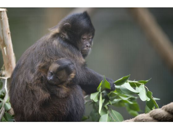 The Santa Ana Zoo at Prentice Park: The Stork Visits the Santa Ana Zoo