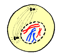 Creative Biology Blog: The Cell Cycle of Mitosis