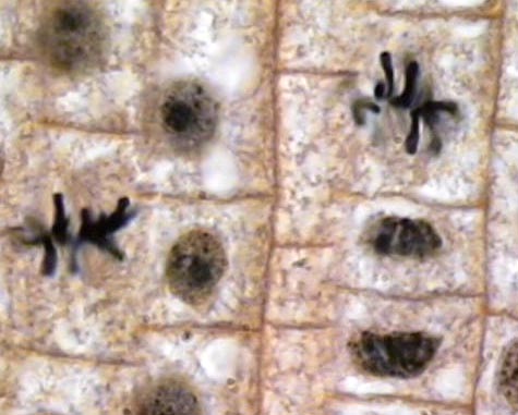 Creative Biology Blog: The Cell Cycle of Mitosis