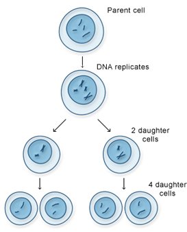 Creative Biology Blog: Meiosis/Reproduction