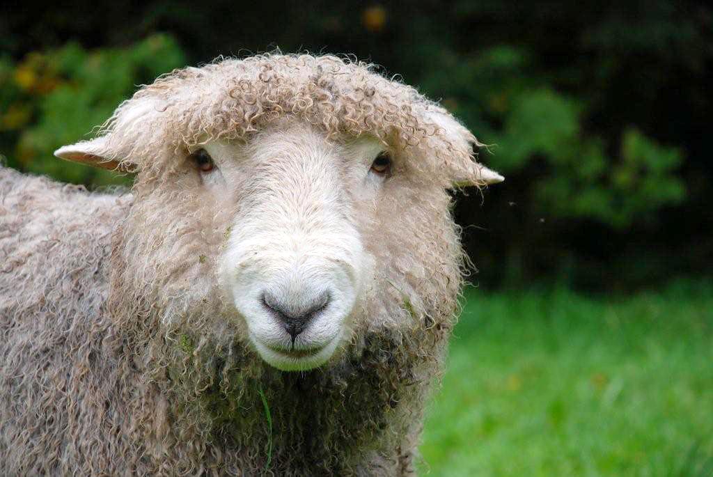 Applegarth Farm: natural fiber and a romney ram