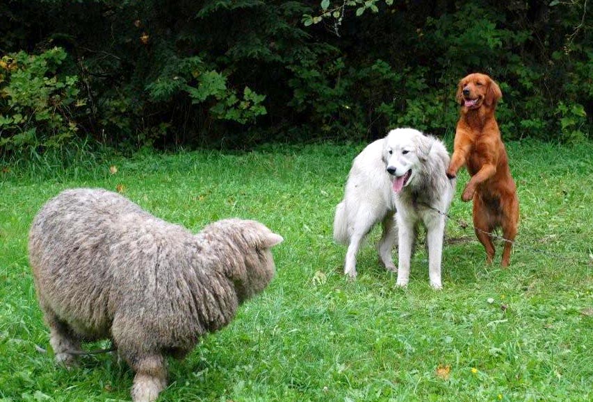 Applegarth Farm: natural fiber and a romney ram