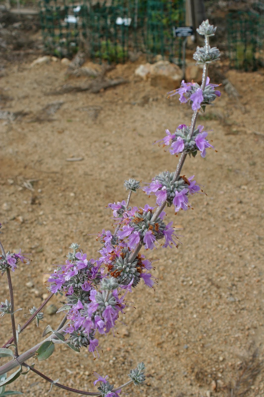 Camissonia's Corner: Mas Que Nada and a Hodgepodge of Garden Tasks