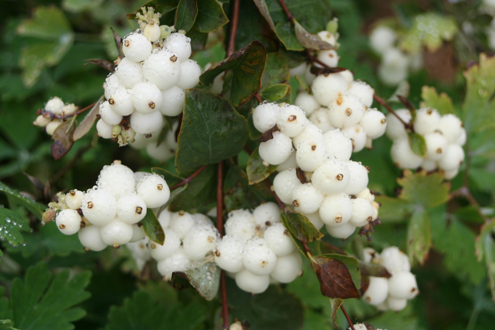 Camissonia's Corner: Love the Rain, even though it's just a drizzle ...